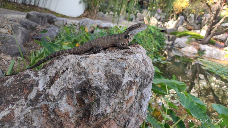 Lizard stock photo. Image of closeup, browlizard, brownlizard - 148053270