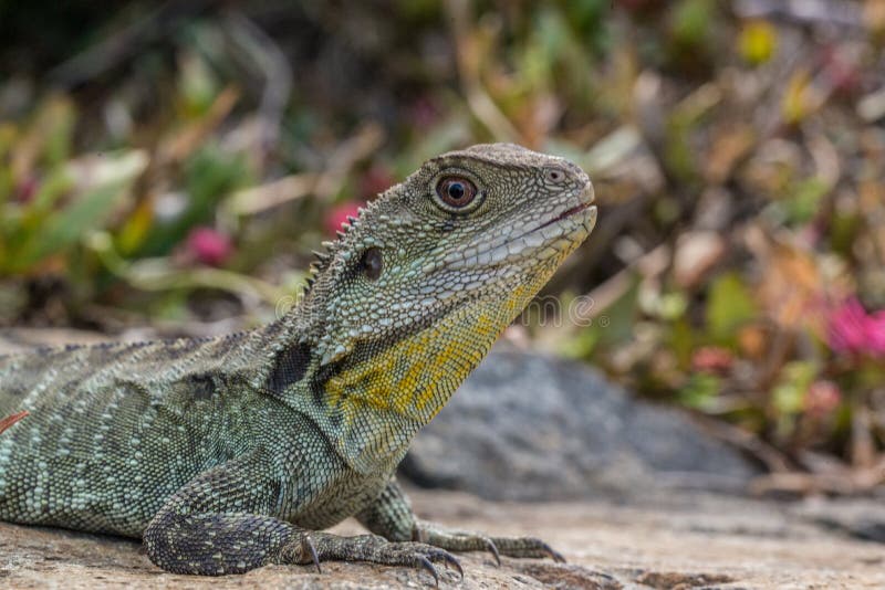 Lizard stock image. Image of reptile, lizard, australia - 47751489