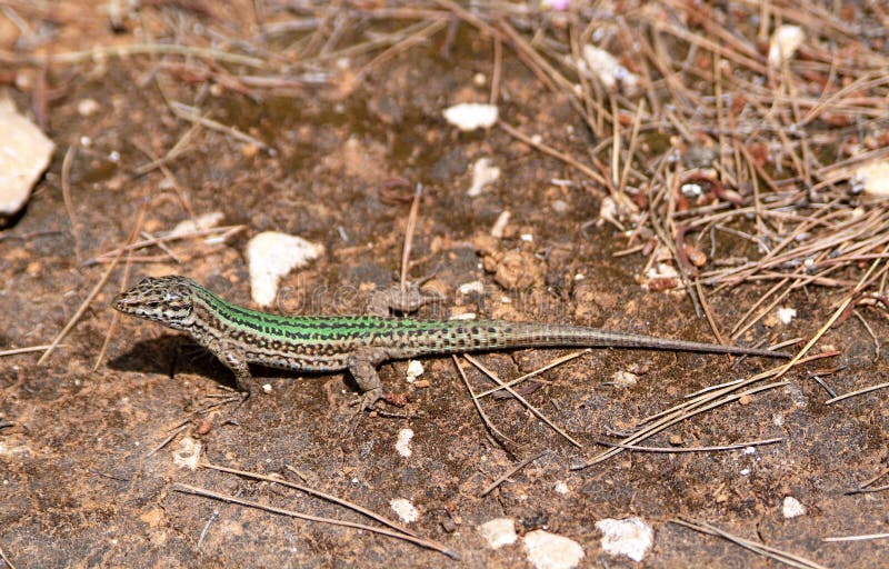 Lizard stock image. Image of green, brown, lizard, floor - 31629205
