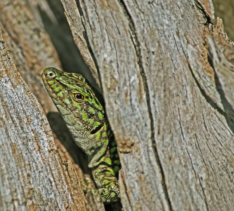 Lizard close up stock photo. Image of wilf, fauna, vegetation - 40507472