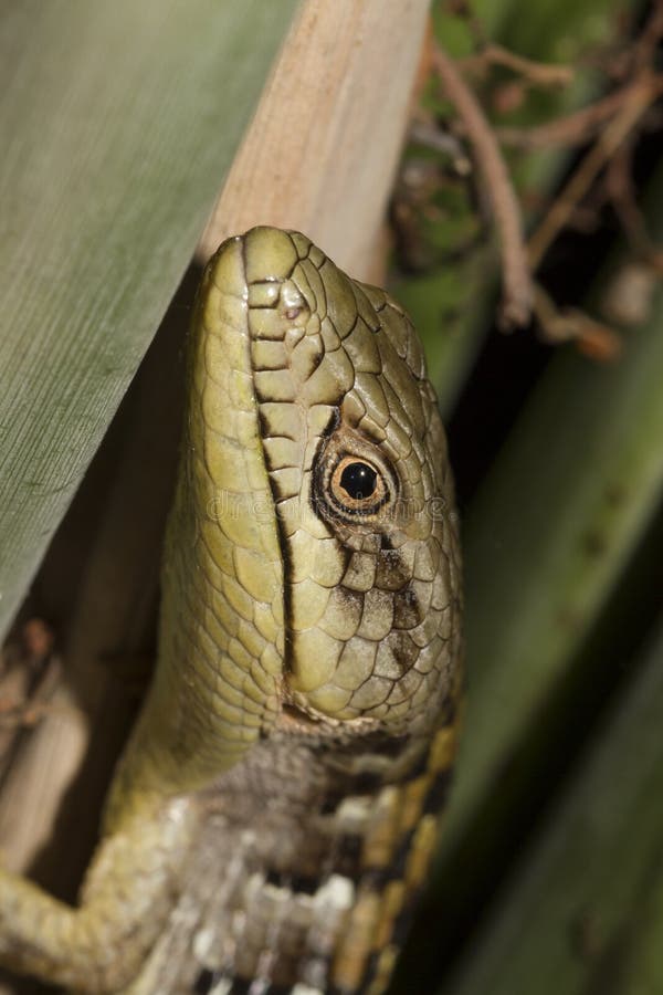 Lizard Close Up stock image. Image of reptile, animal - 50761735