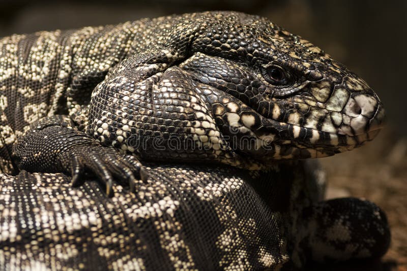 5,702 Scary Lizard Stock Photos - Free & Royalty-Free Stock Photos from ...