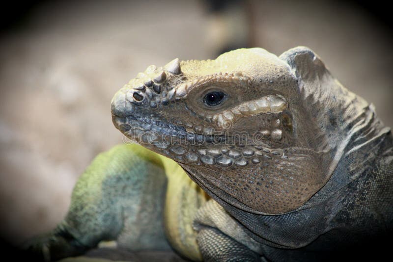 Lizard stock image. Image of head, horn, scaly, close - 40521821