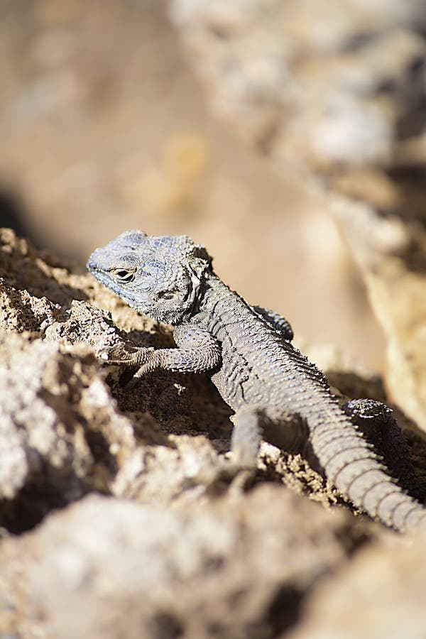 Lizard close-up stock photo. Image of predator, legs - 94176404