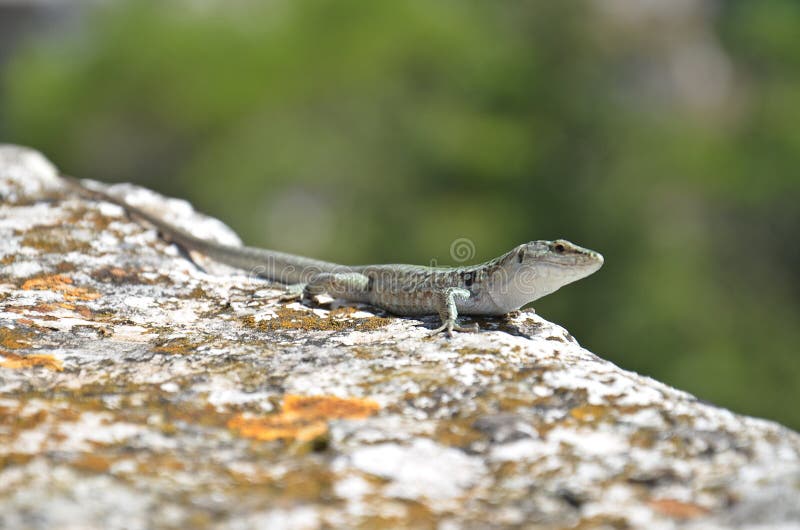 Lizard close up stock image. Image of wall, closeup, stone - 52672655