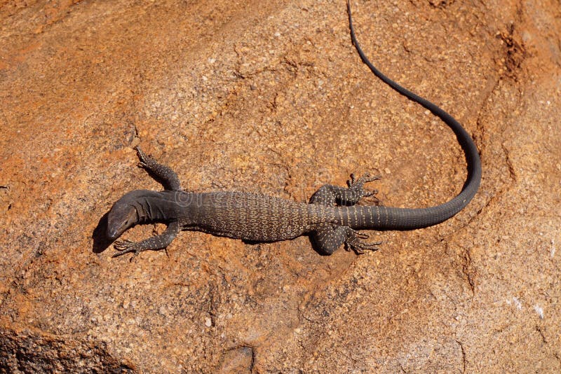 Lizard stock image. Image of nature, close, lizard, australia - 67636419