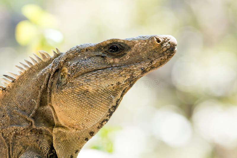 Closeup Of Lizard Biting Ear Stock Image - Image of saurian, cute: 18682387