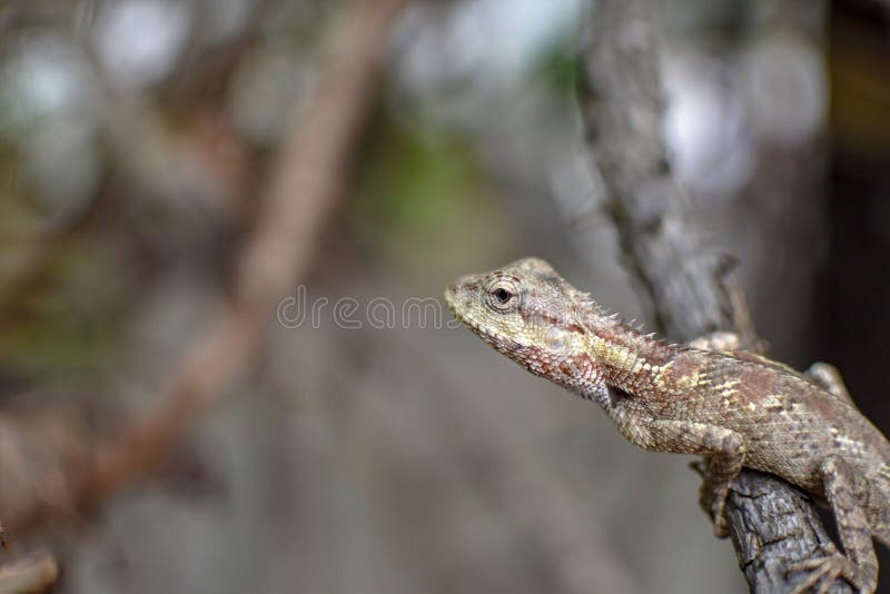 Closeup Of Lizard Biting Ear Stock Image - Image of saurian, cute: 18682387