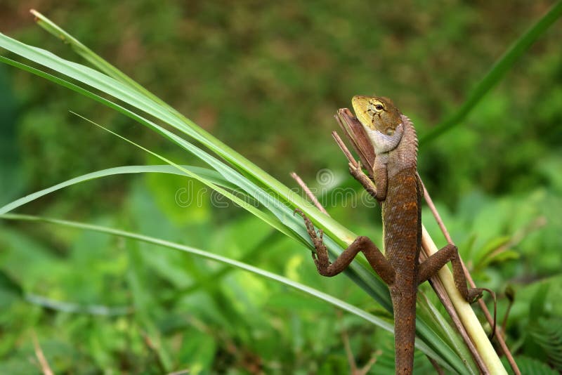 Lizard in a Comfortable Position in the Garden. Stock Image - Image of ...