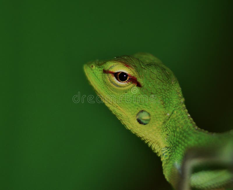 The big lizard on the side stock photo. Image of black - 114647680