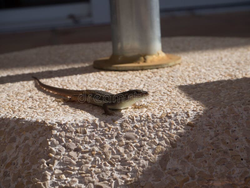 Lizard on the Concrete Ground with Bright Sun Rays Falling on it Stock ...