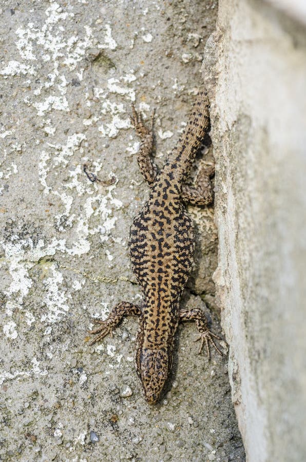 Lizard on a Concrete Wall and Textures Stock Image - Image of blooded ...