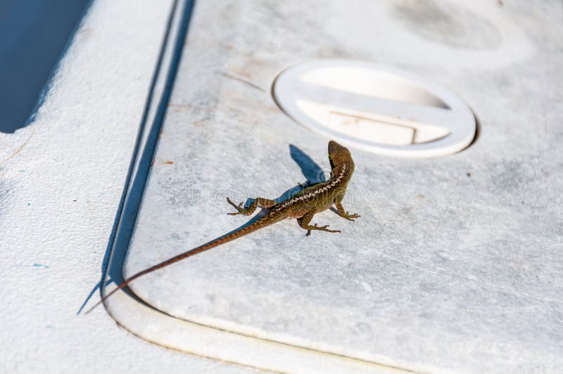 Lizard on a cooler stock photo. Image of lizard, common - 164559912