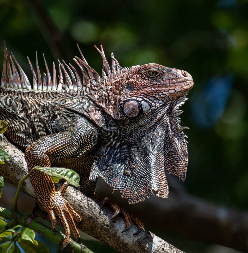 Lizard in Costa Rica stock image. Image of crocodile - 137994883