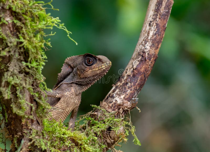 Lizard in Costa Rica stock image. Image of iguana, lizard - 142264249