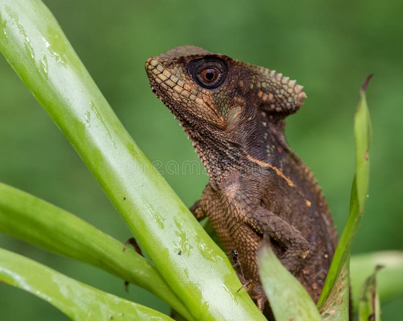 Lizard in Costa Rica stock image. Image of national - 151503449