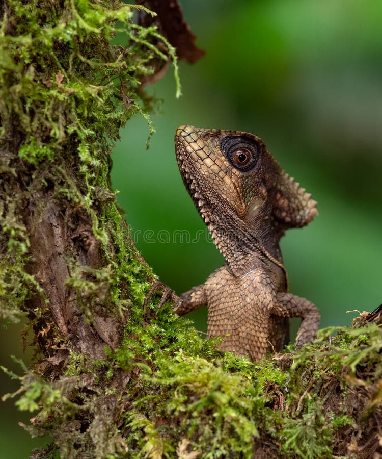 Lizard in Costa Rica stock photo. Image of columbia - 131766662