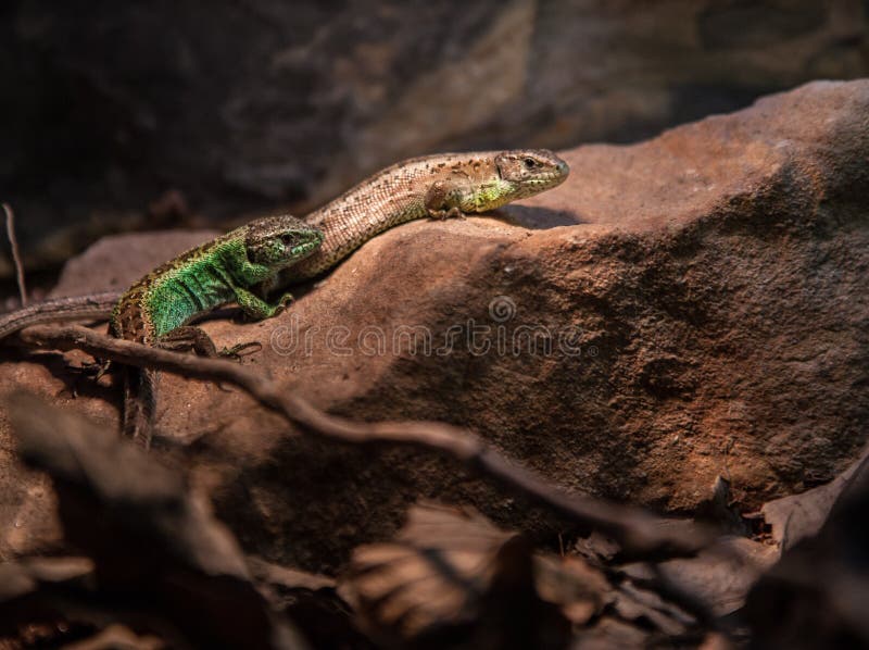Lizard stock photo. Image of environment, pattern, head - 49693422