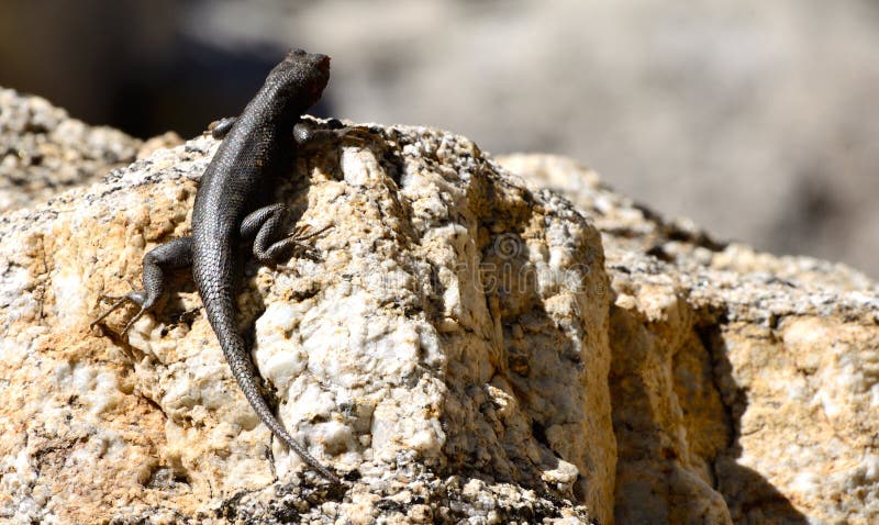 Lizard Crawling up a Rock stock image. Image of crawling - 71993951