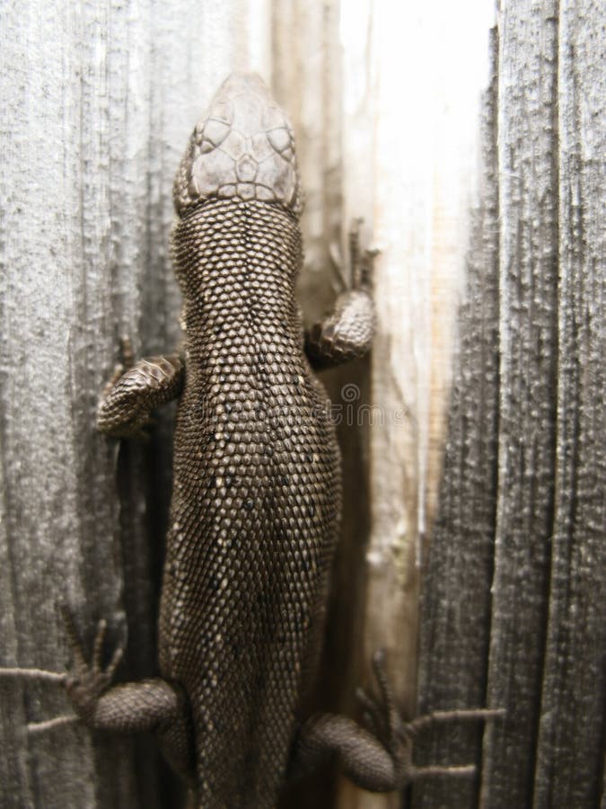 Lizard stock image. Image of squama, lizard, crawling - 44096327