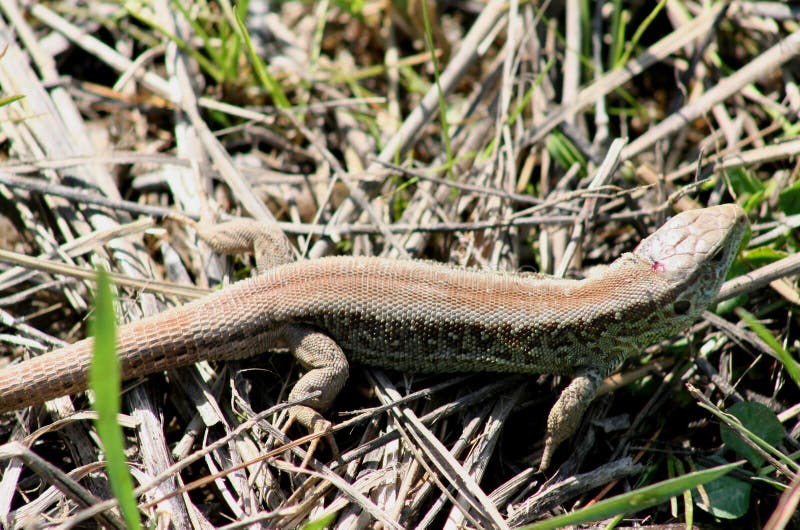 The Lizard Creeps through the Green Spring Grass and Warms Up in the ...