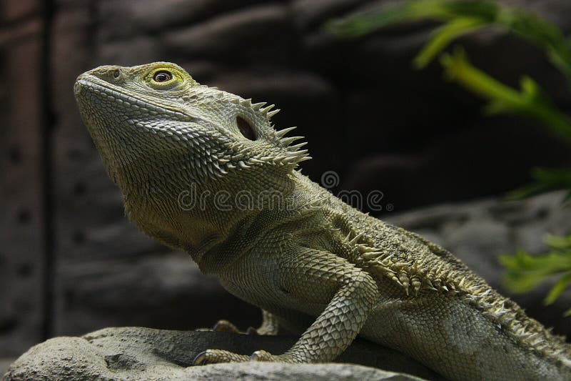 The Lizard that Creeps among the Rocks Stock Image - Image of crevices ...