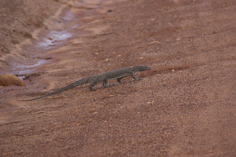 Lizard crossing a road stock photo. Image of length, pink - 32051032