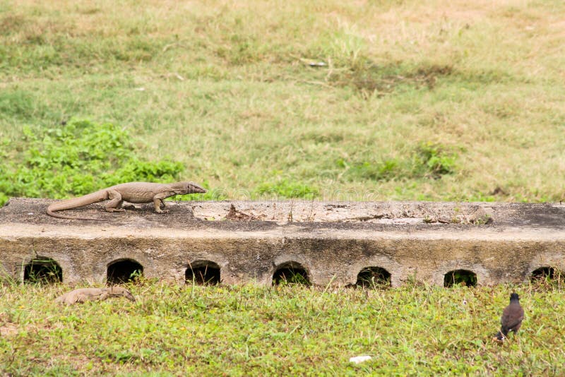 2 lizard and crow stock photo. Image of look, body, rock - 107682802