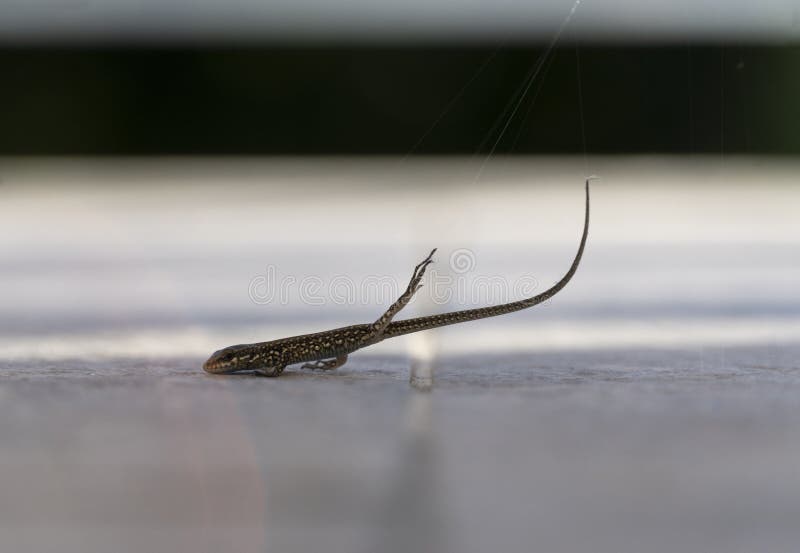 Lizard Cub Trapped in Spider Web. Concept of Distraction or Unexpected ...