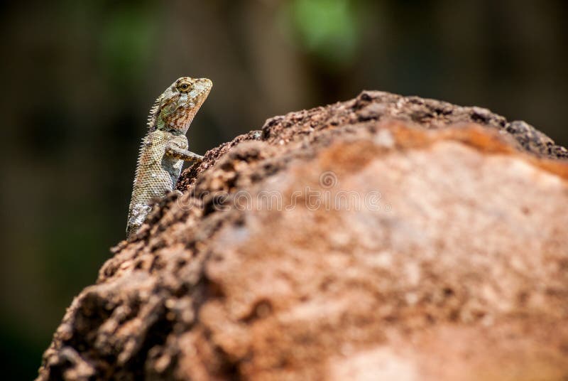 An lizard on cut tree. stock image. Image of iguana, acanthosaura ...