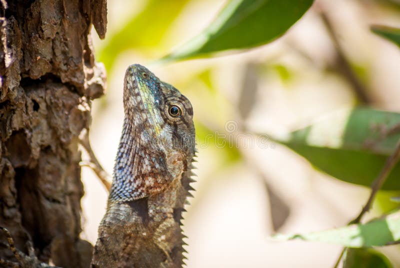 An lizard on cut tree. stock image. Image of boulenger - 45003645
