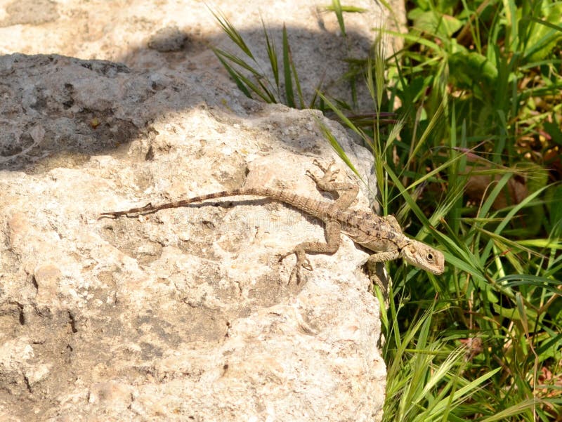 Lizard in Cyprus stock image. Image of hardim, cyprus - 30487735