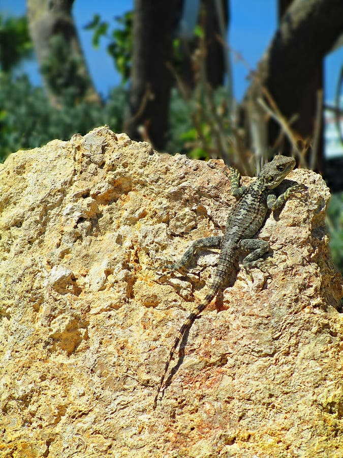 Lizard stock image. Image of cyprus, spring, nice, fine - 56996459