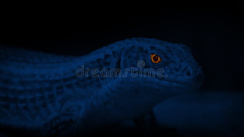 Lizard with Glowing Eyes in Cave at Night Stock Footage - Video of ...