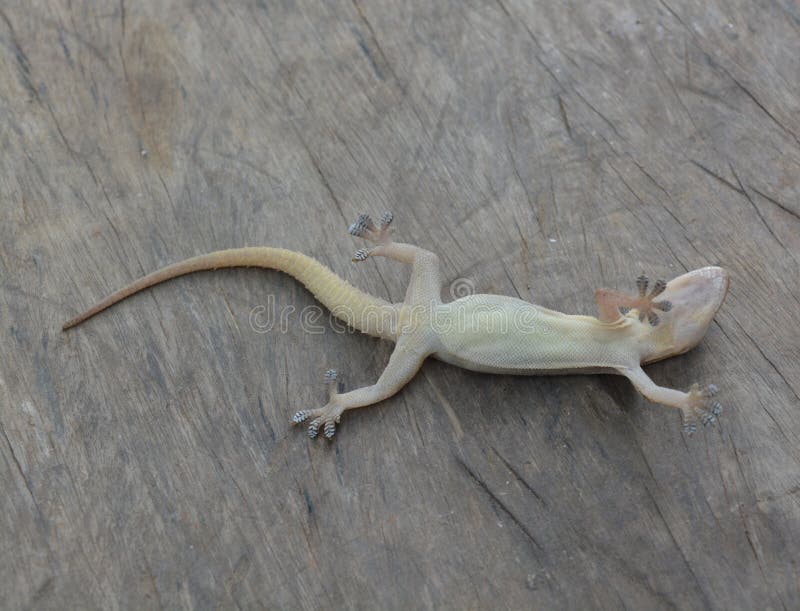 Lizard dead stock image. Image of wall, nature, dead - 103444969