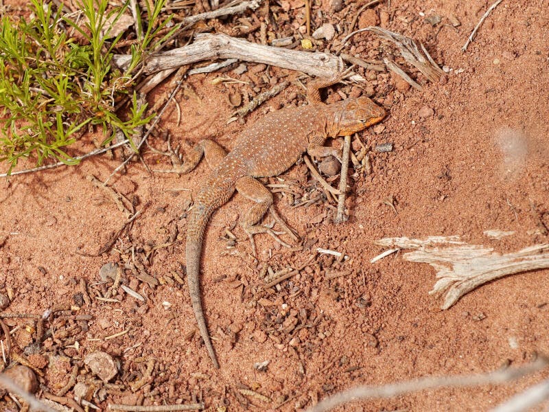 Lizard in the desert stock photo. Image of back, shingle - 73488494