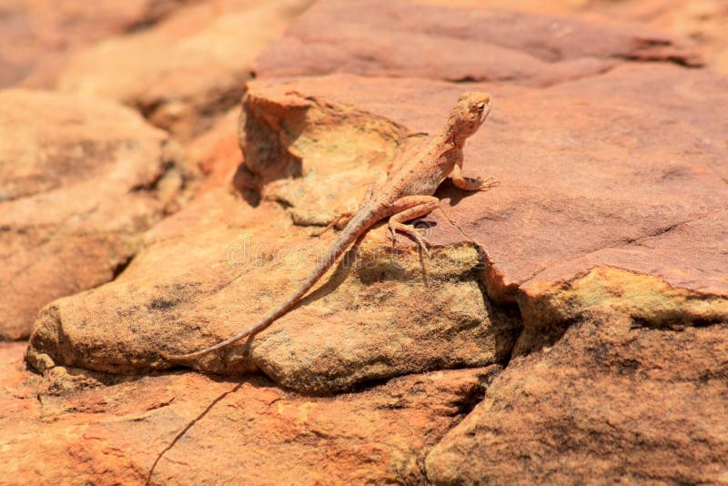 Lizard in the Desert (Outback Australia) Stock Photo - Image of ...