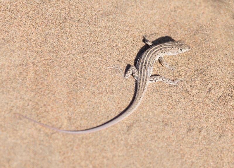 Lizard in desert stock image. Image of lizard, park, animal - 15154513