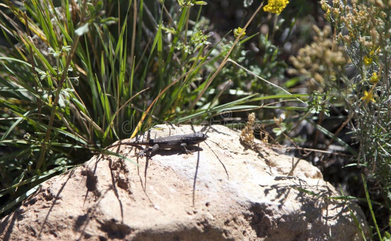 Desert Lizard on a Hot Rock Stock Photo - Image of lizard, exposed ...