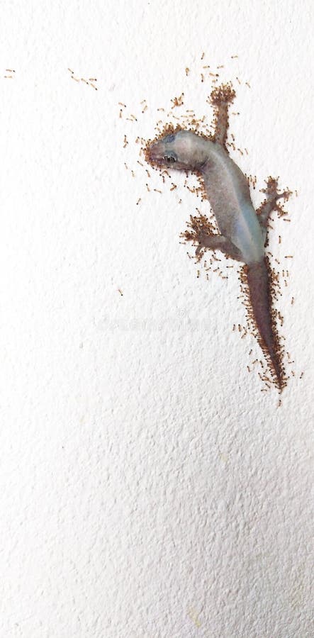 Lizard that Died in Hot Weather Stock Image - Image of food, nature ...