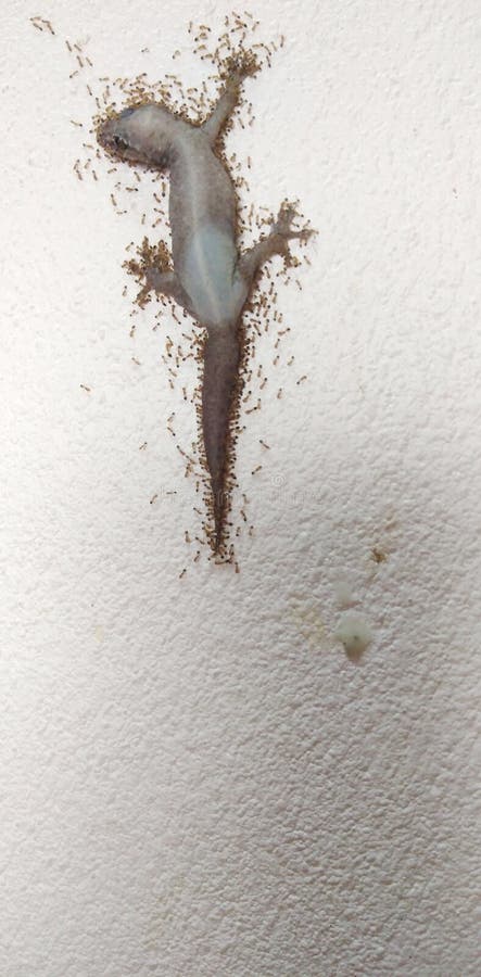 Lizard that Died in Hot Weather Stock Image - Image of lizards, nature ...