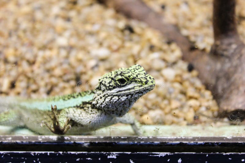 Lizard on Display at Shanghai Science and Technology Museum Stock Photo ...
