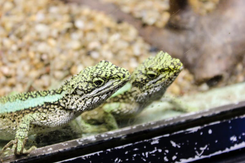 Lizard on Display at Shanghai Science and Technology Museum Stock Image ...