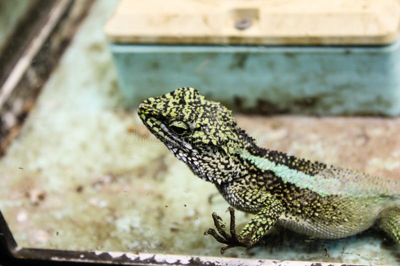 Lizard on Display at Shanghai Science and Technology Museum Stock Photo ...