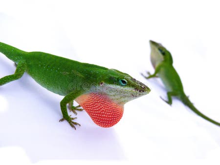 Lizard Displaying Red Throat Stock Photo - Image of tail, dominance ...