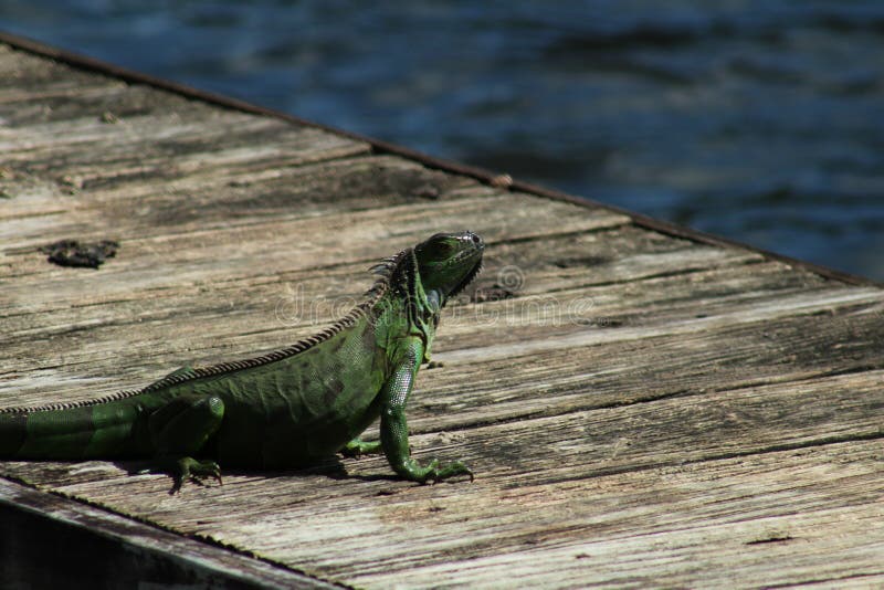 Lizard on Dock stock image. Image of reptiles, sunbathing - 192380289