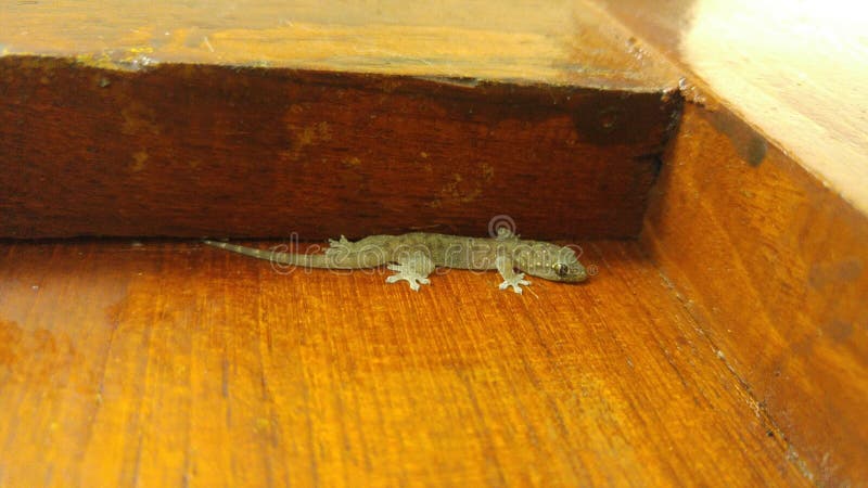 Lizard on the door. stock photo. Image of baby, lizard - 93996258