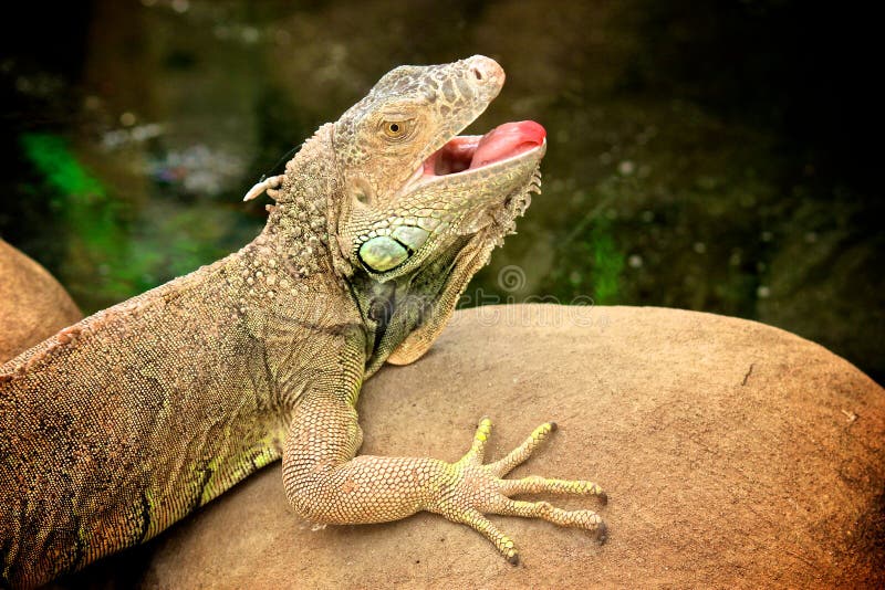 Lizard dragon stock photo. Image of south, rock, hunting - 29350880