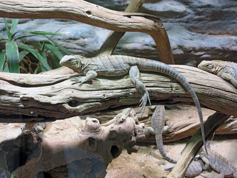 Lizard on dry branch stock image. Image of habitat, cracked - 107165297