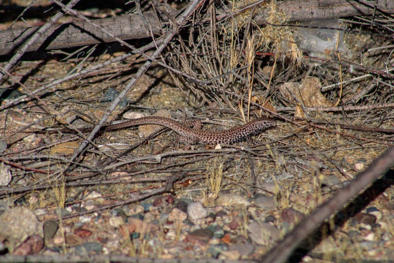 Lizard in dry desert area stock photo. Image of desert - 190716294